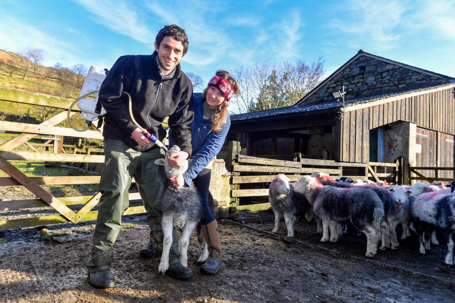 Young farming couple devastated after losing 58 sheep in Cumbria flash ...