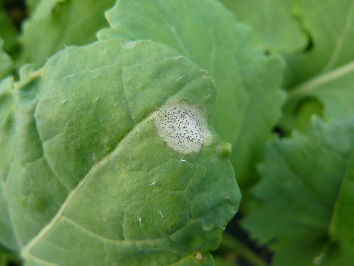 Farmers urged to be vigilant as early sown OSR reaches phoma thresholds ...
