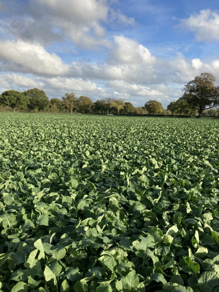 New primed OSR variety provides uniform crop size and improved ...