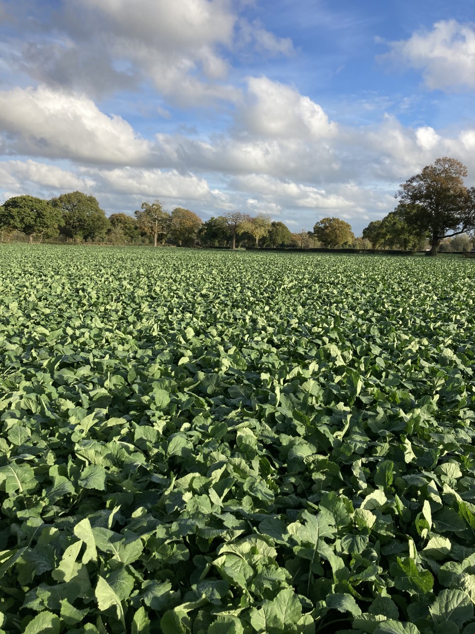 New primed OSR variety provides uniform crop size and improved ...