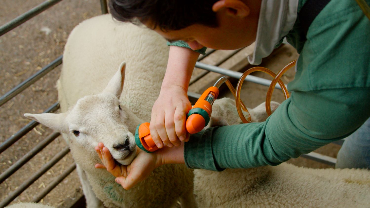 Farmers urged to use a newer active when drenching sheep this autumn ...