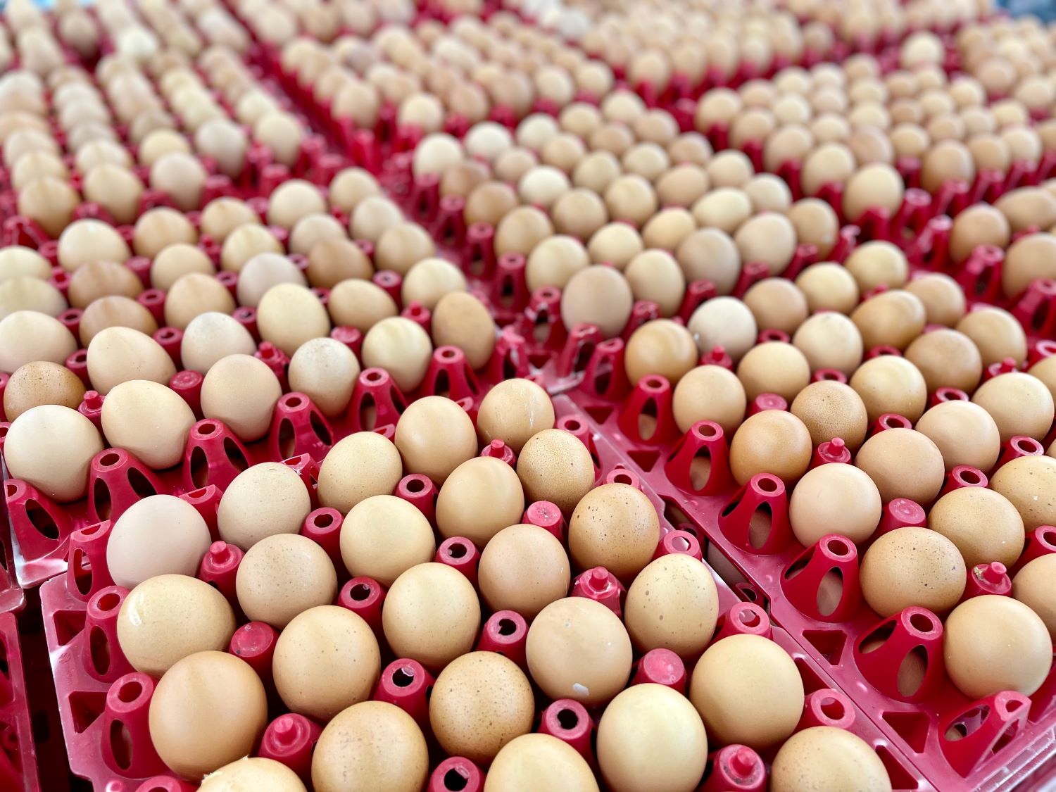 NFU demands investigation into the egg supply chain amid national ...