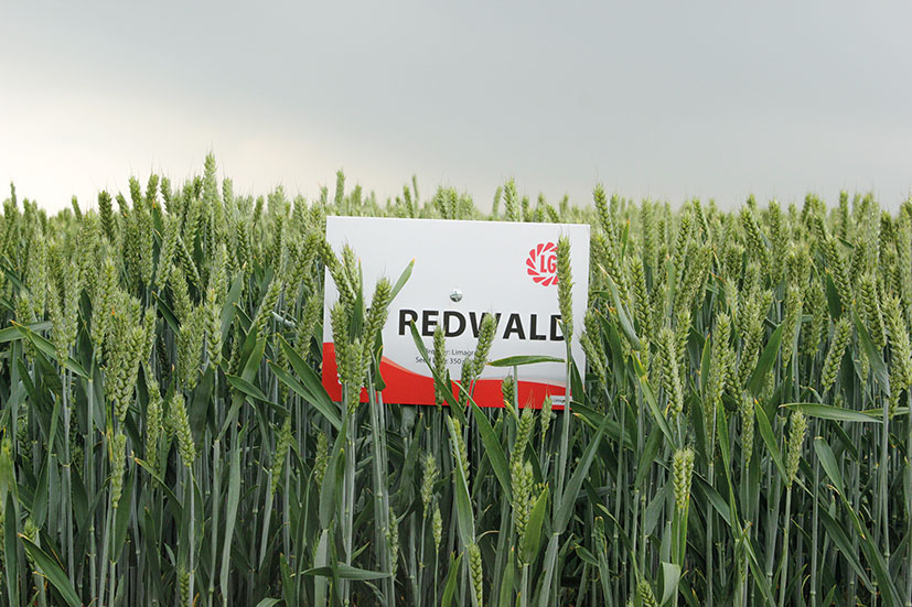 Quality over quantity: Limited number of new arrivals bring big boost ...