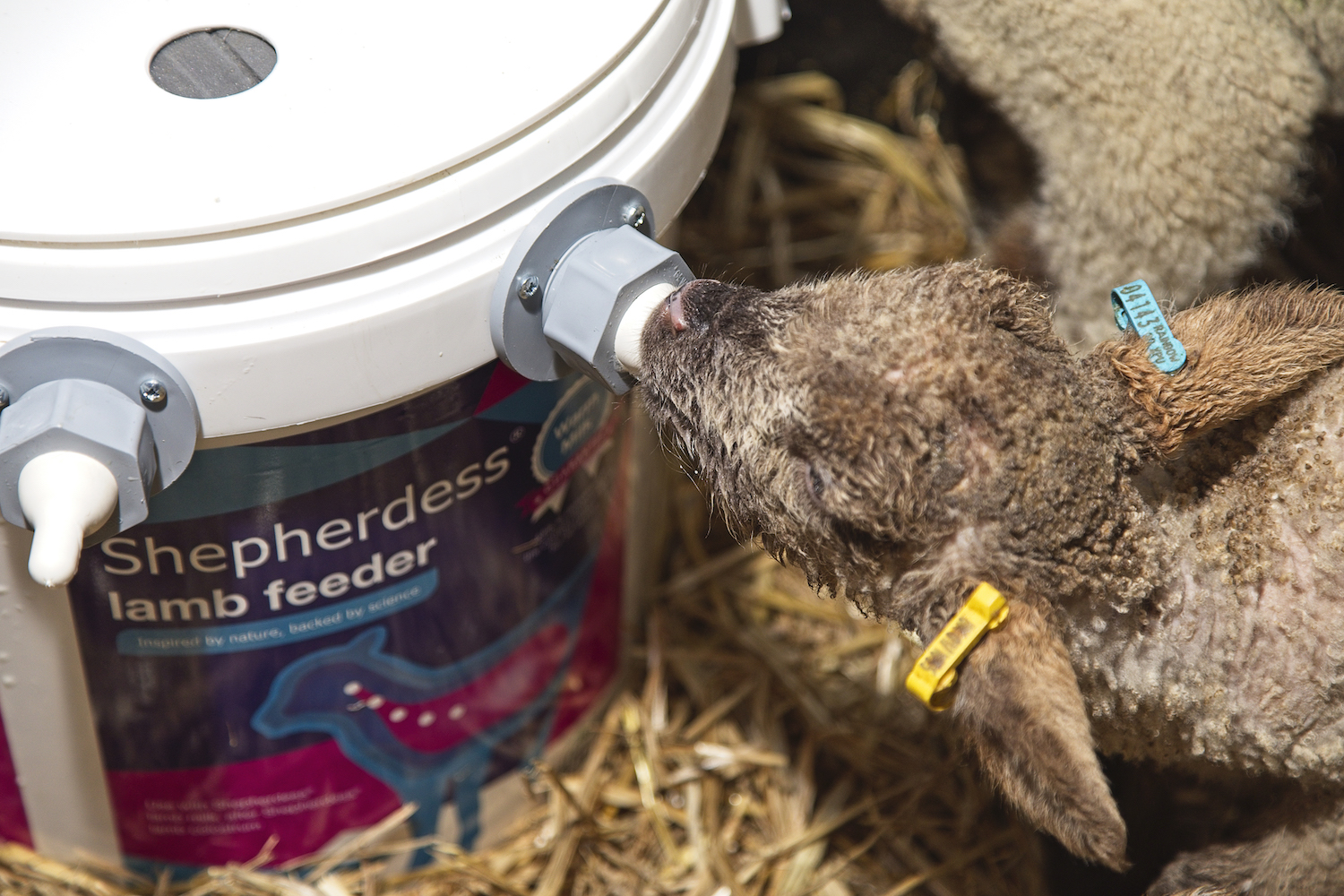 Safeguarding this year’s lamb crop - Farmers Guide