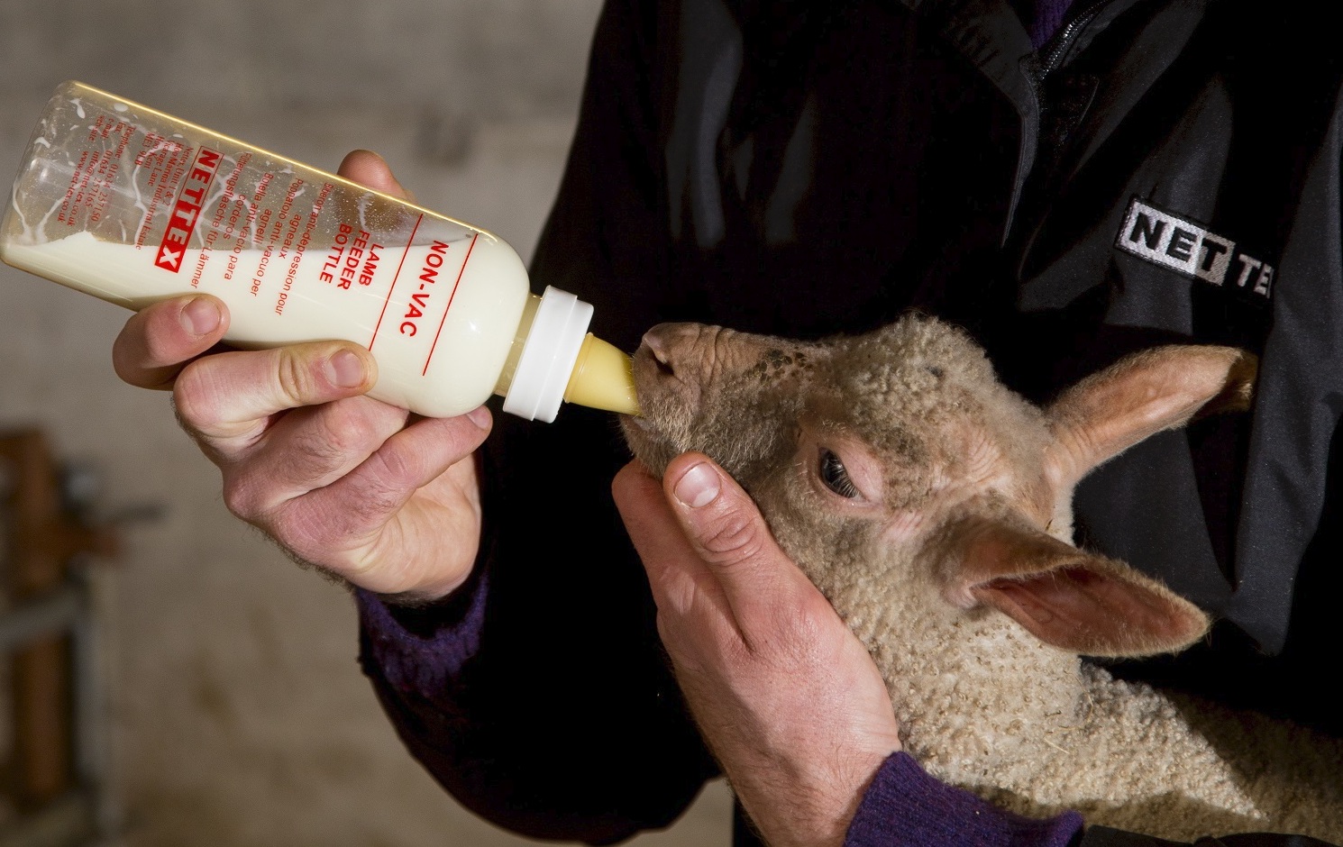How to use colostrum supplements at lambing - Farmers Guide