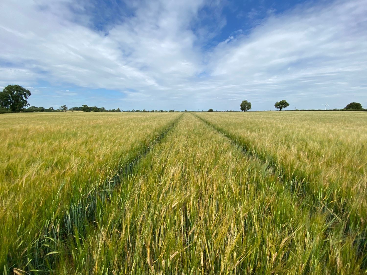 Variety choices for spring cropping in the North - Farmers Guide