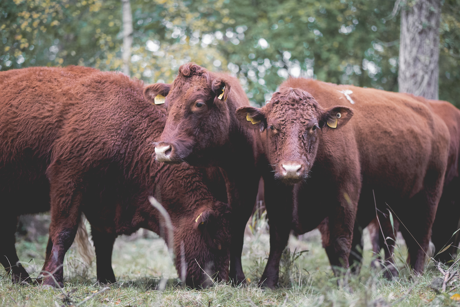 Grazing cattle to help restore secret forest after 100 years - Farmers ...