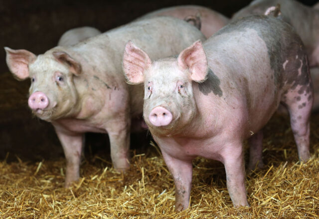 Pig trials show botanic-based product offers feed efficiency gains ...
