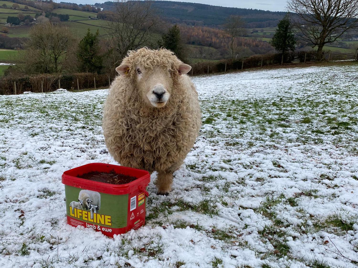 Filling ewe nutrient gaps pre-lambing “cuts neonatal mortality by 7.5% ...