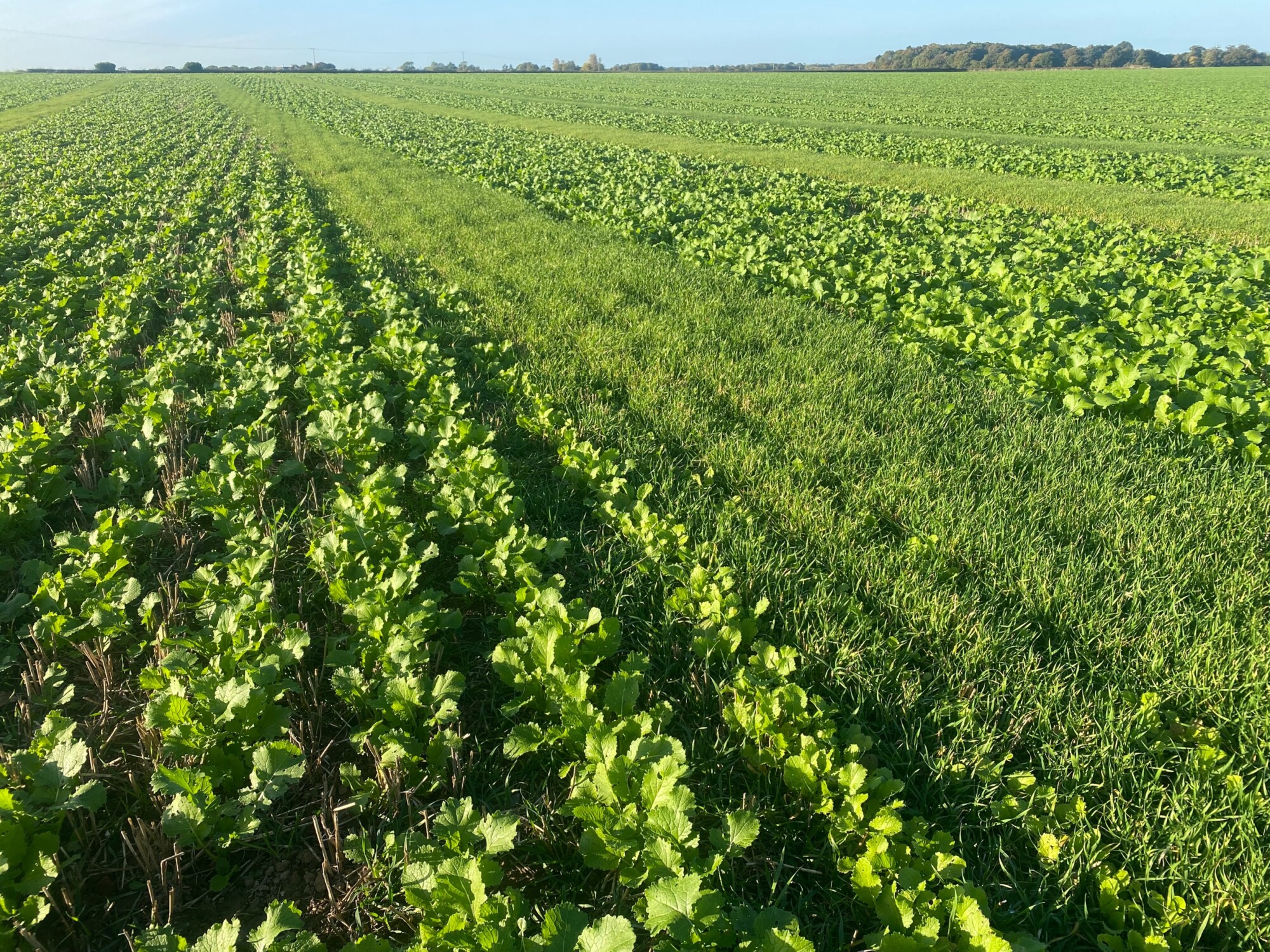 Top tips for top crops in the coming months - Farmers Guide