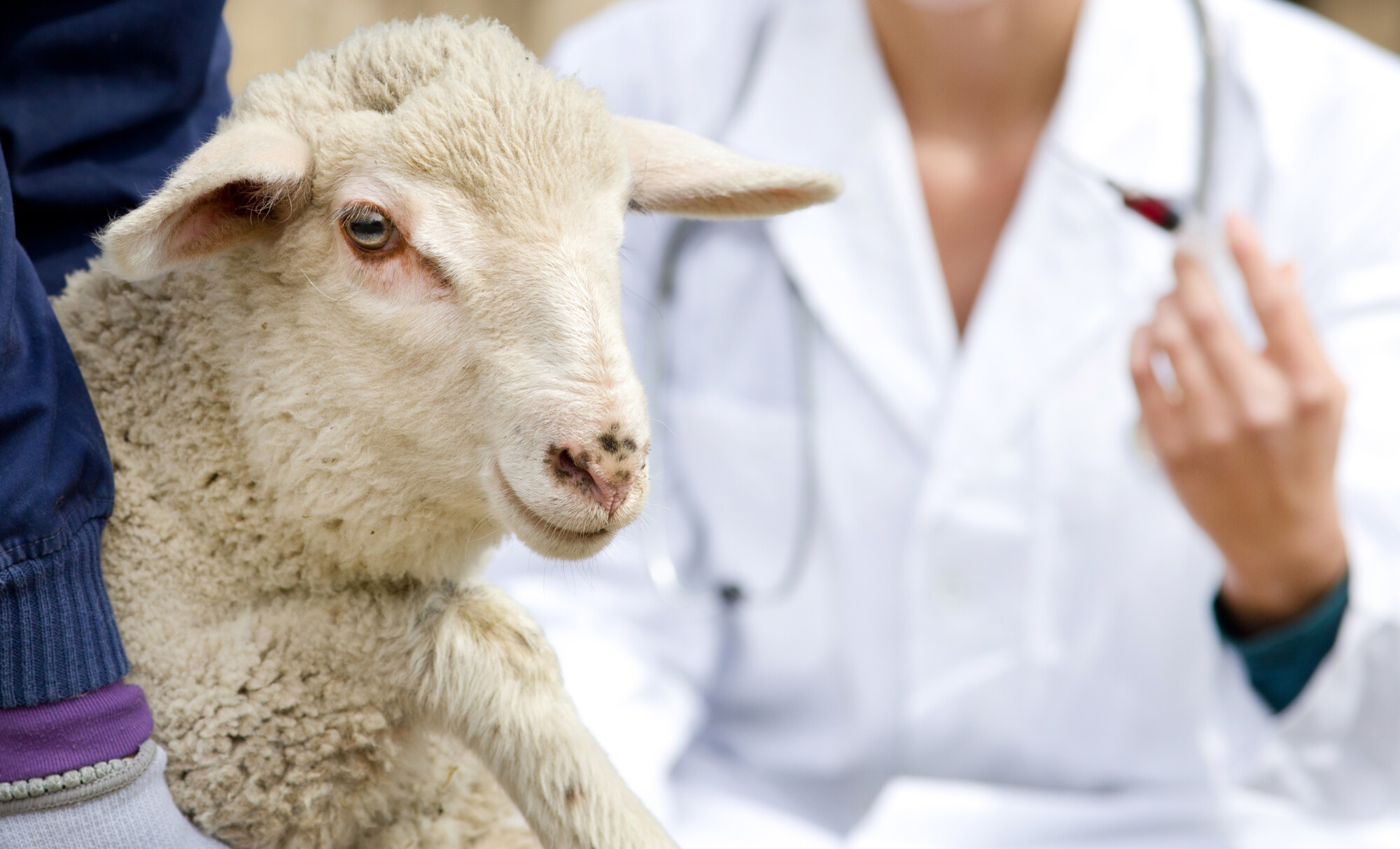 Vets urge vaccination against clostridial disease - Farmers Guide