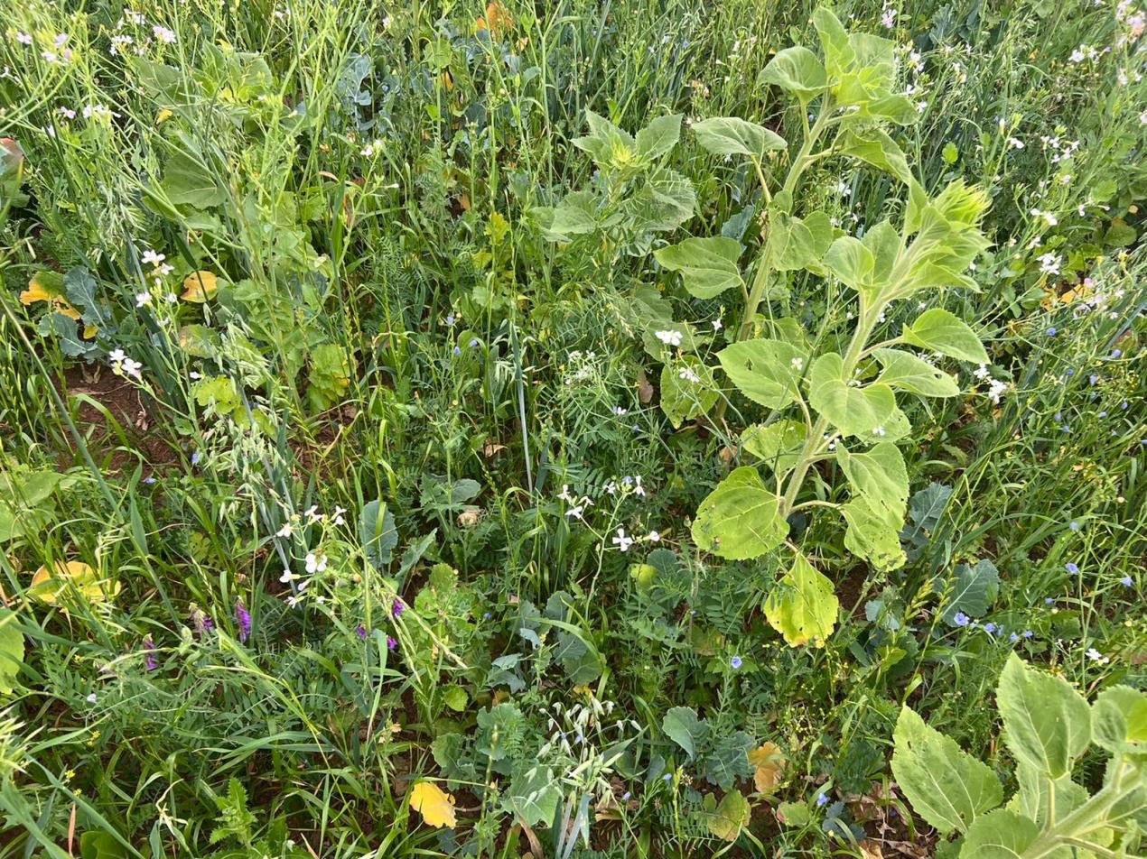 Grazing cattle on a diverse forage crop could benefit soil health ...