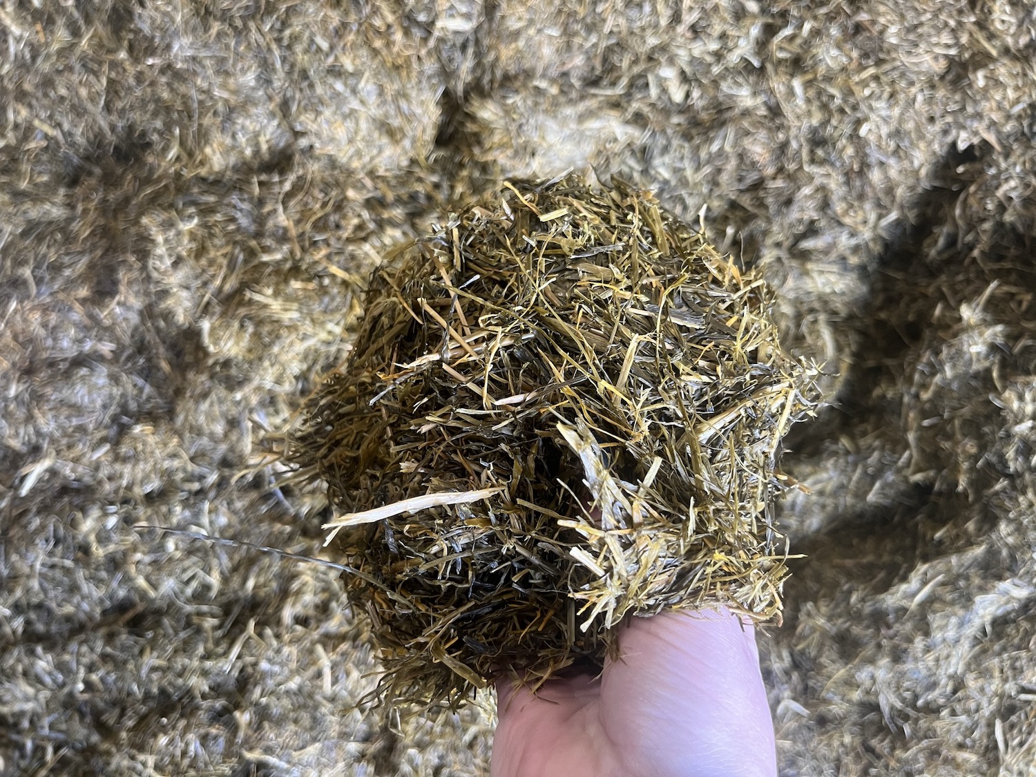 Farmers urged not to feed spoiled silage as rations fall short ...