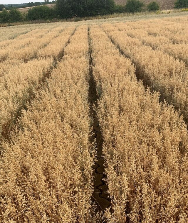 Spring oats needn’t be styled a ‘Cinderella crop’, trials show ...