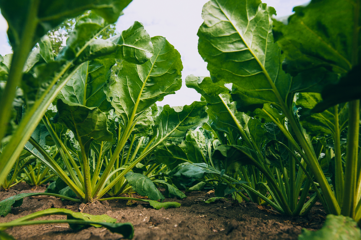 Emergency neonic seed treatment approved to protect sugar beet crop ...