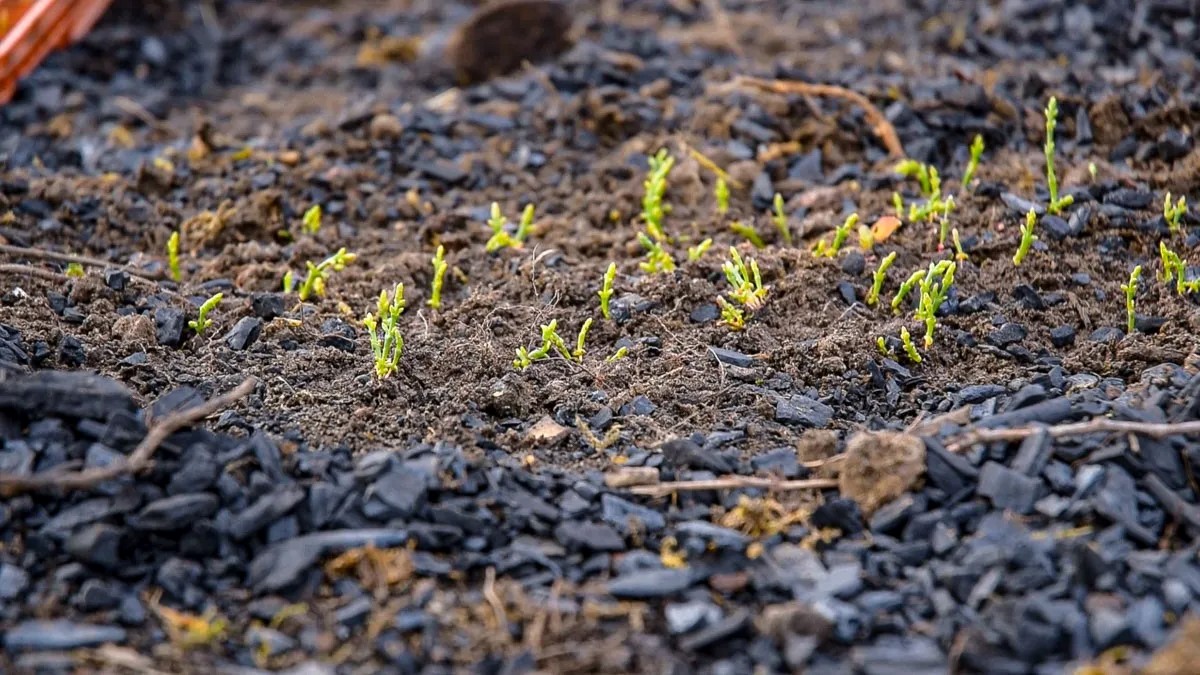Lancashire trial uses biochar to capture atmospheric carbon on farmland ...