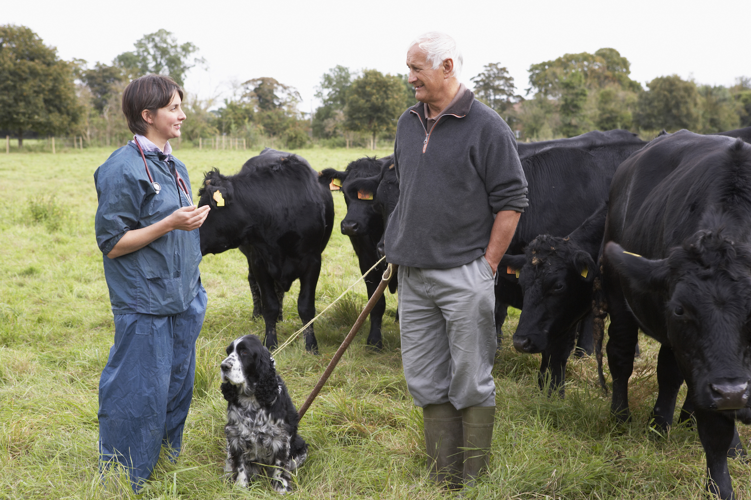 Livestock farmers can now register for a funded vet visit under govt ...