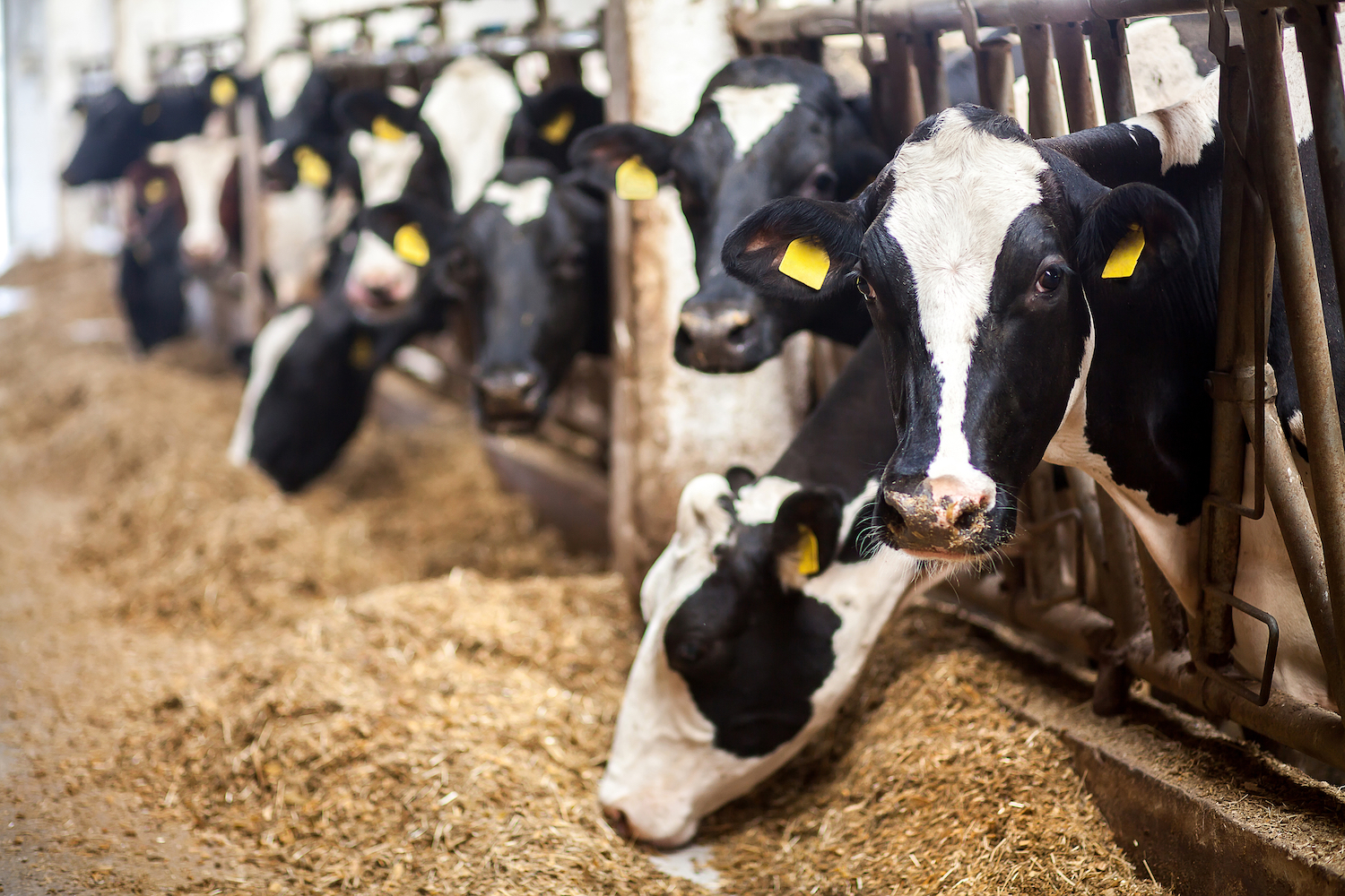 Common pitfalls in transition cow management - Farmers Guide