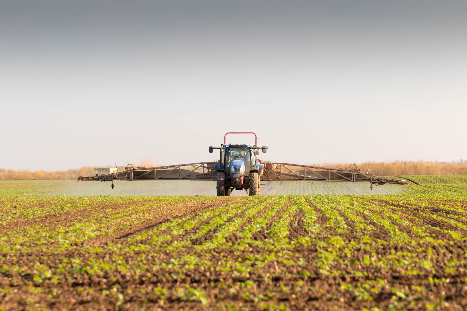 Farmers urged to protect OSR crops against spring-emerging weeds ...