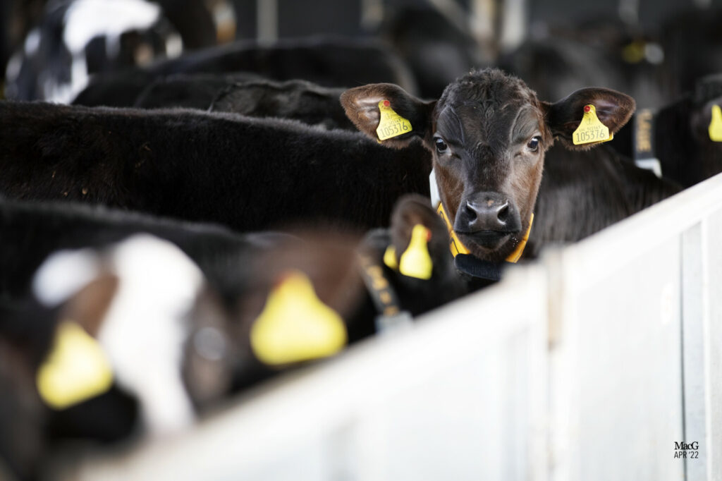 The dual benefits of an Aberdeen-Angus sire to dairy farmers - Farmers ...