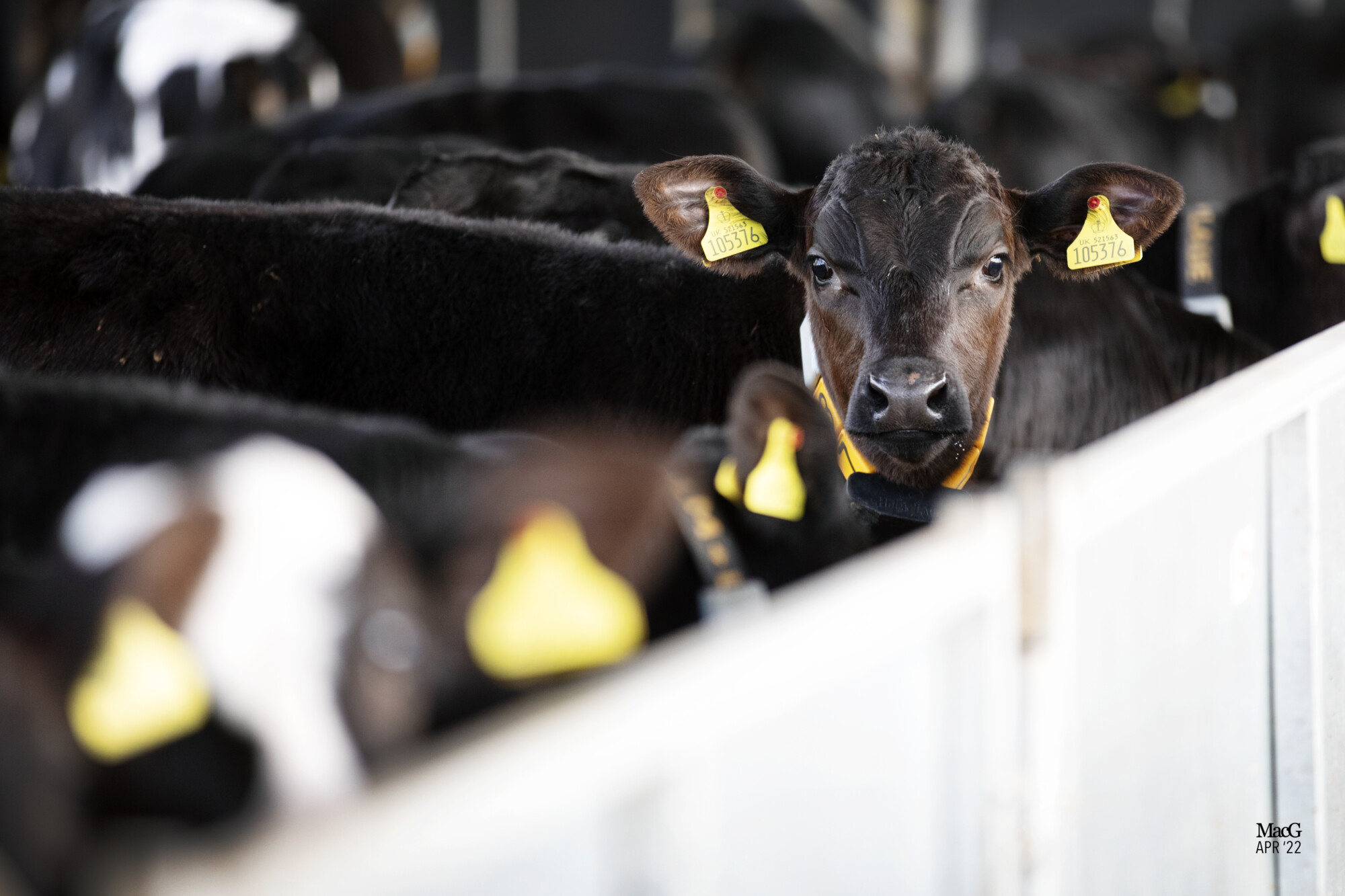 The dual benefits of an Aberdeen-Angus sire to dairy farmers - Farmers ...