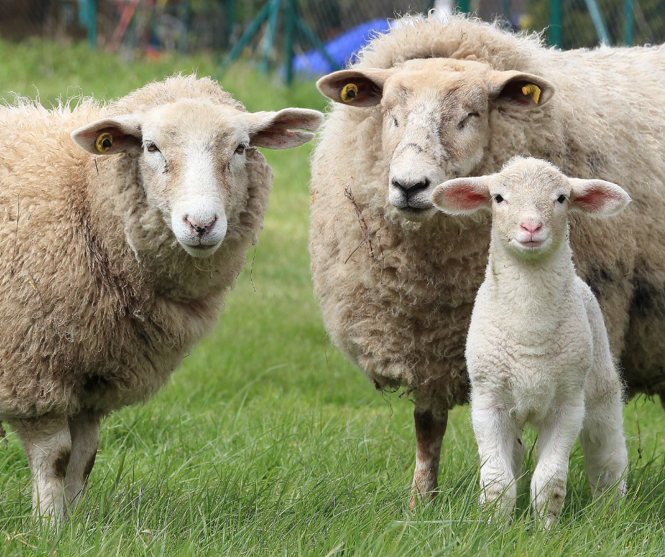 New conference for the nation’s sheep farmers launching this autumn ...