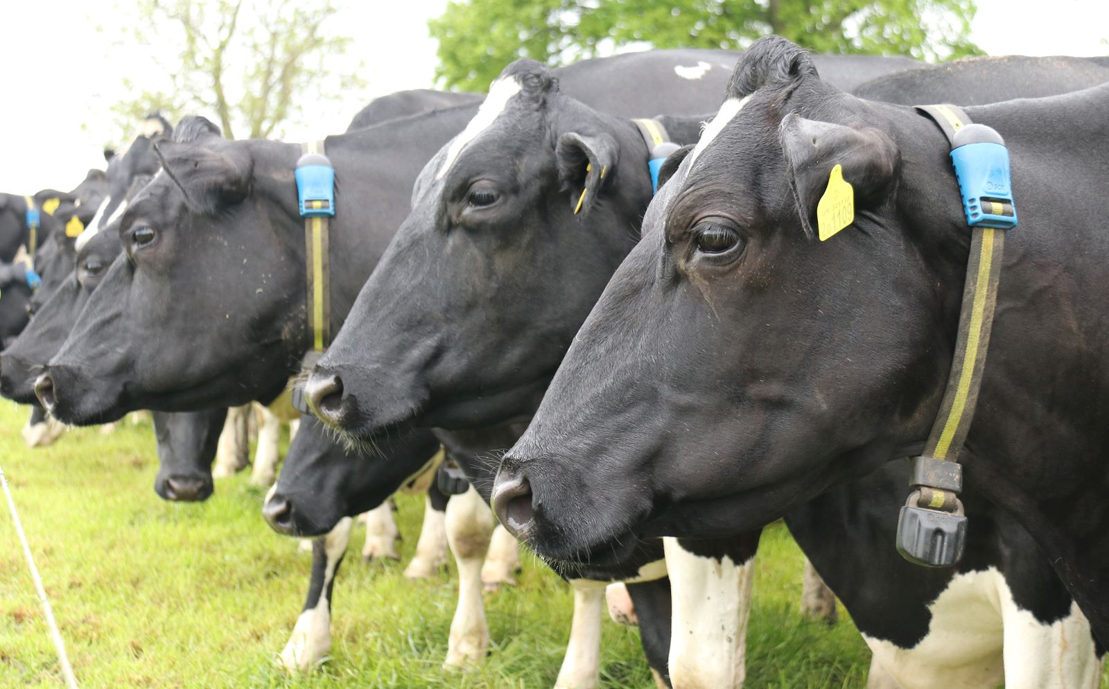 New schemes launched to help livestock farmers offset rising costs ...