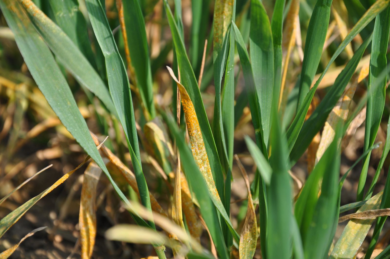 Increase vigilance for yellow rust this spring - Farmers Guide