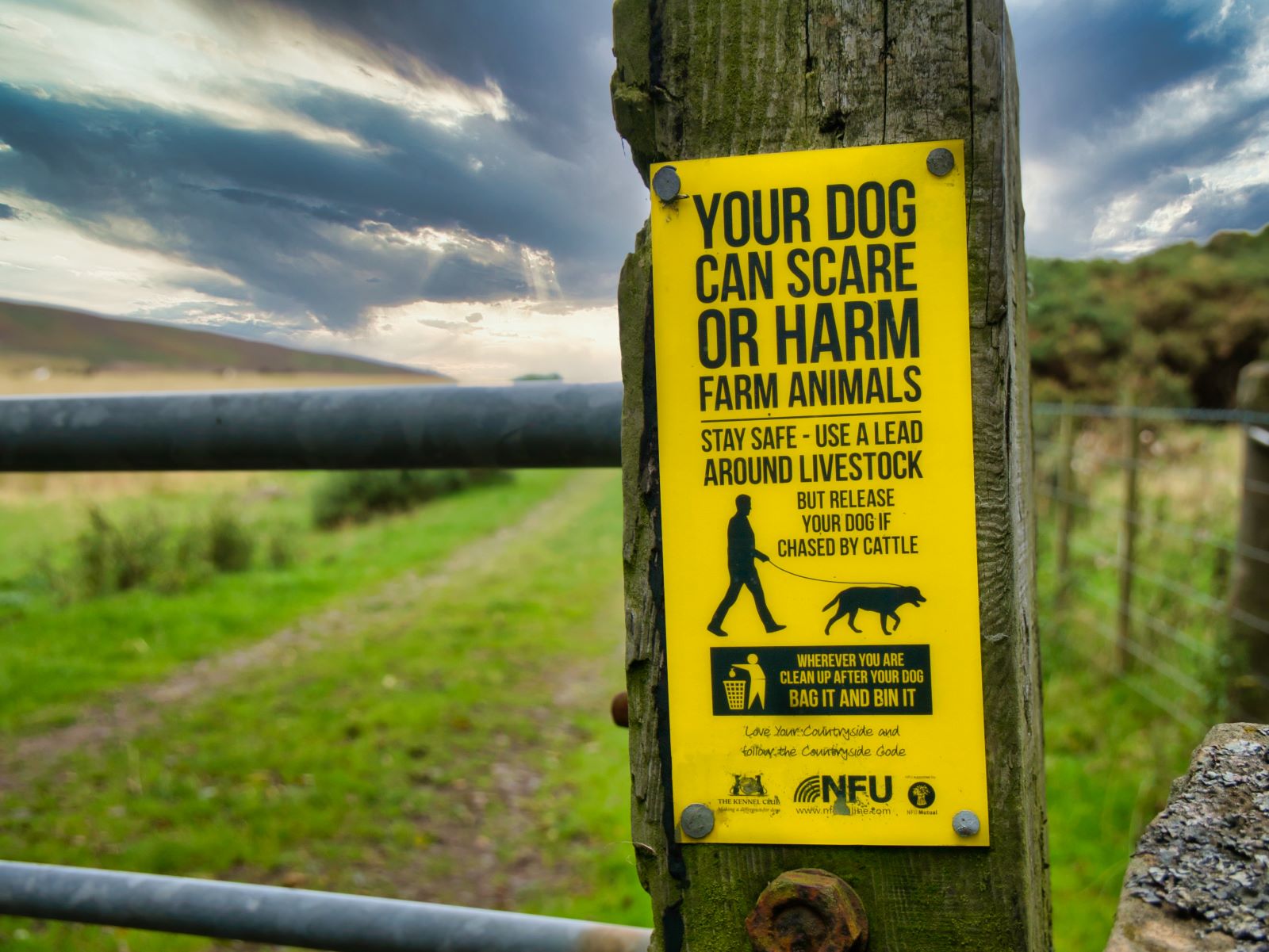 Sheep worrying by dogs is “spiralling out of control”, survey shows ...