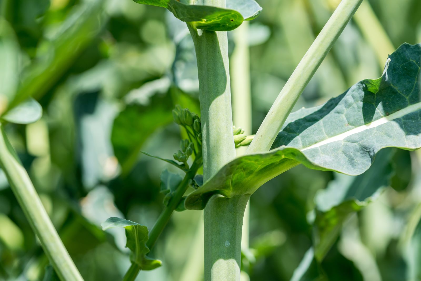 Stem Health offers genetic security to UK OSR crops - Farmers Guide