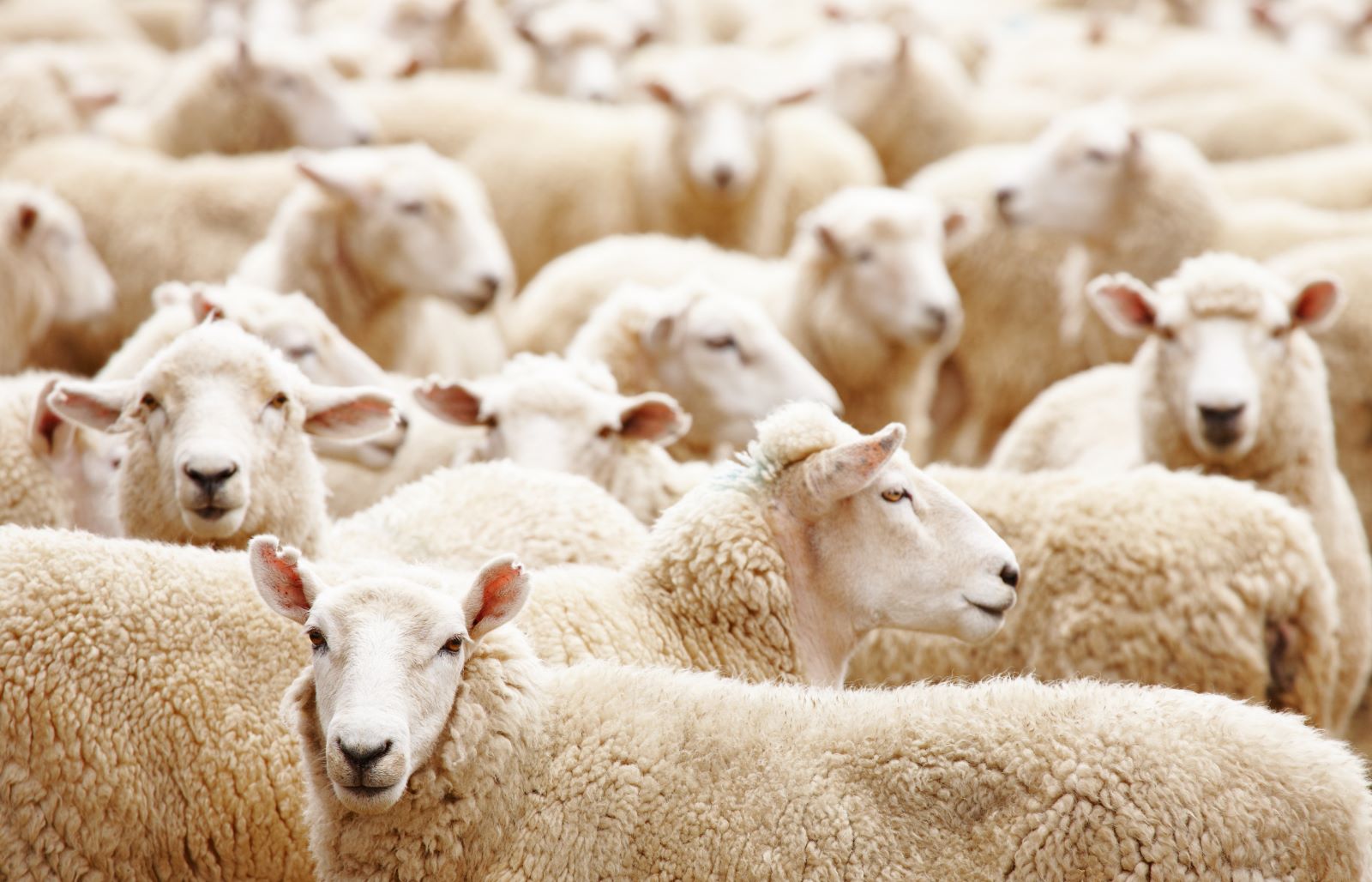 Don’t overlook quarantine and drenching for returning sheep - Farmers Guide