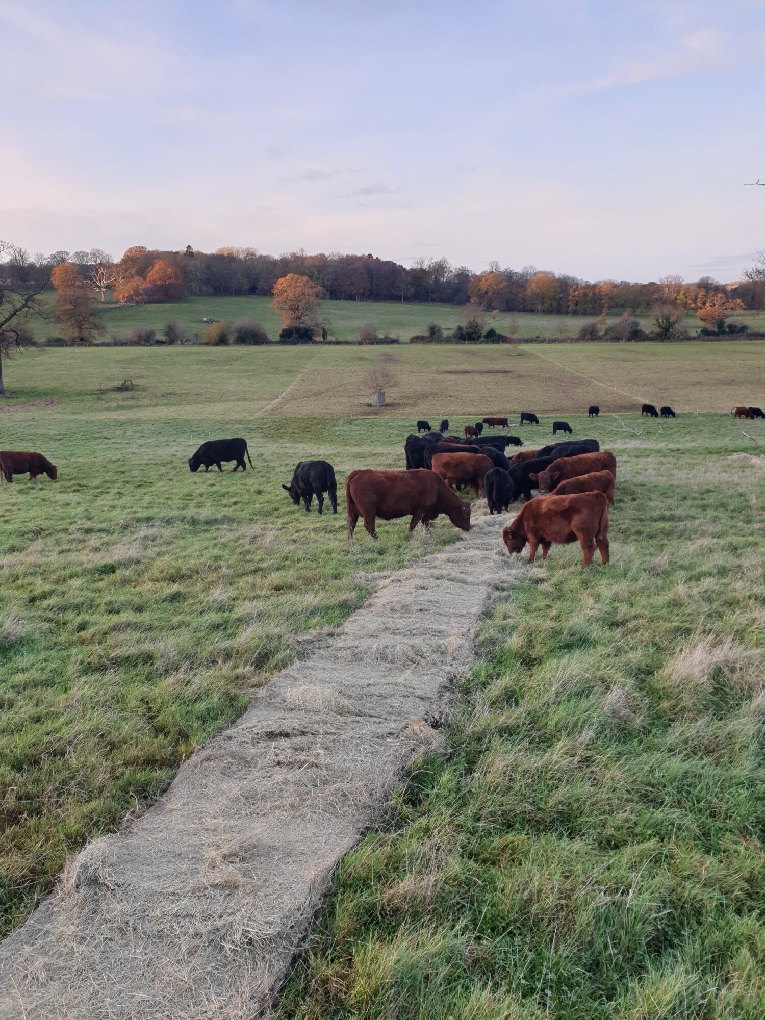 Bale grazing as a cost saving and environmental solution explored in ...