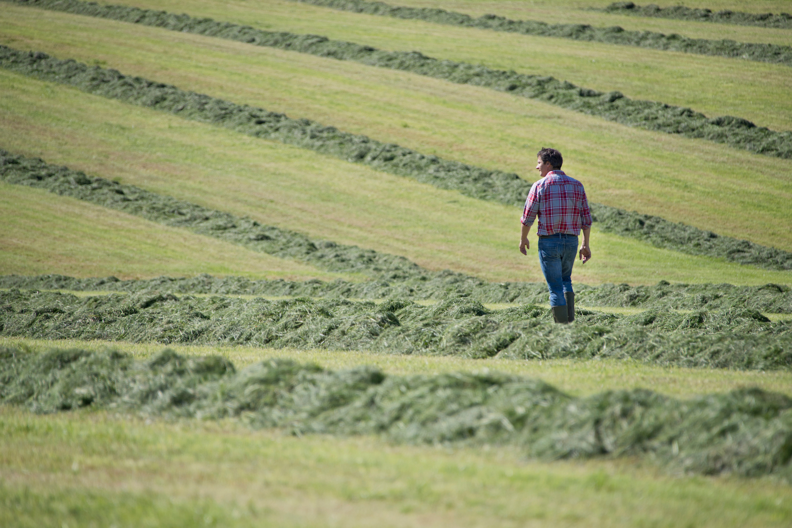 Silage season: How to make a strategic plan - Farmers Guide