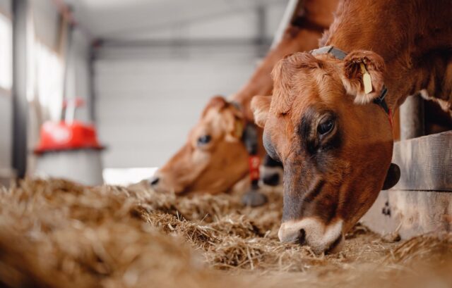 Farmers reminded to stay alert for botulism following Jersey cattle ...