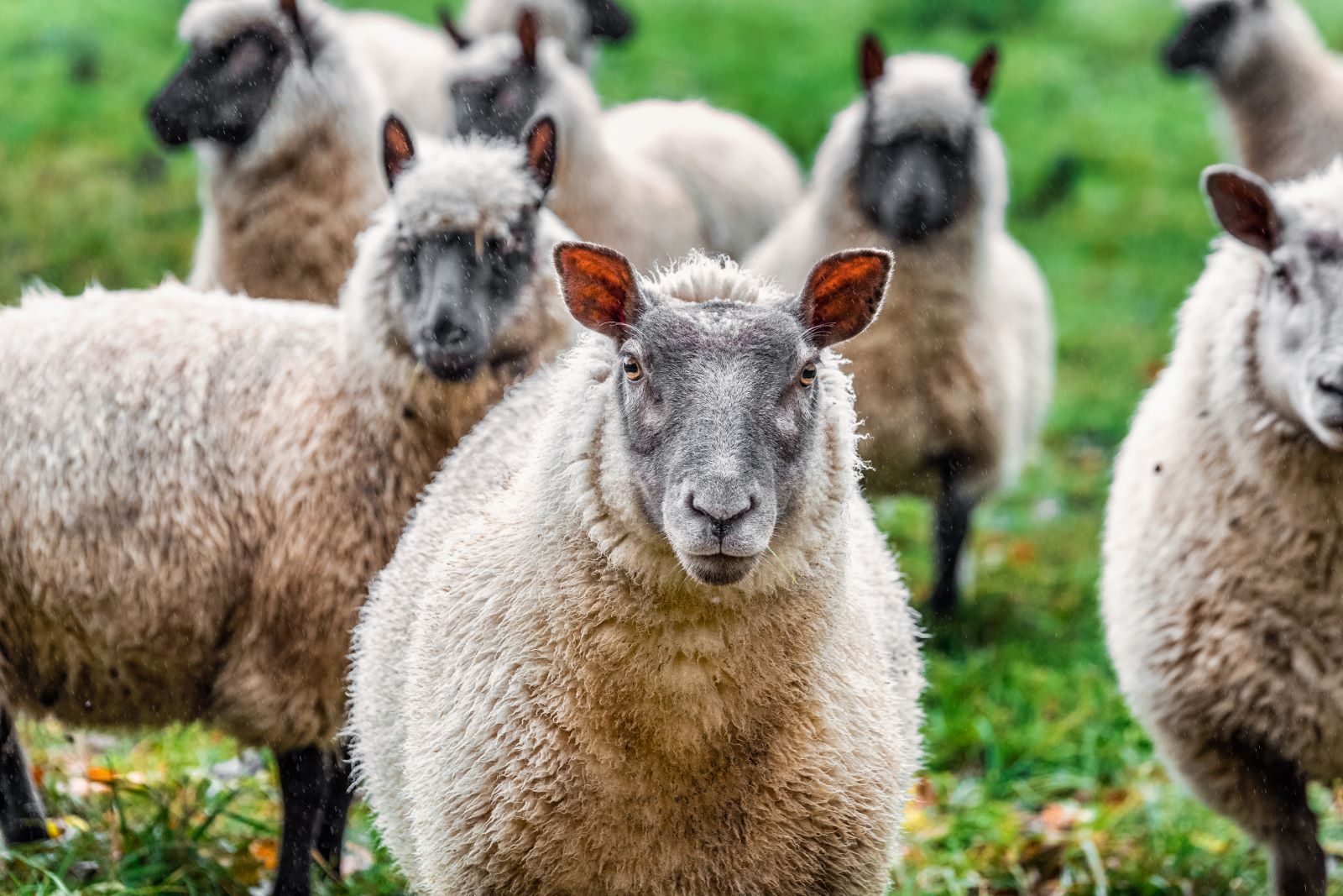 Protect your flock in the blowfly season ahead - Farmers Guide