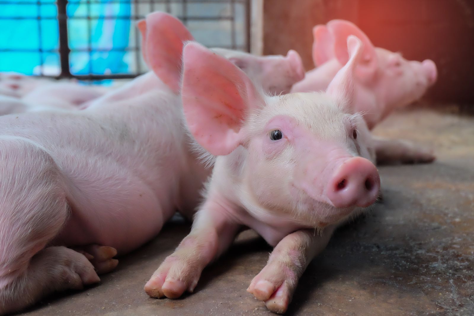 Half Human Half Animal Babies