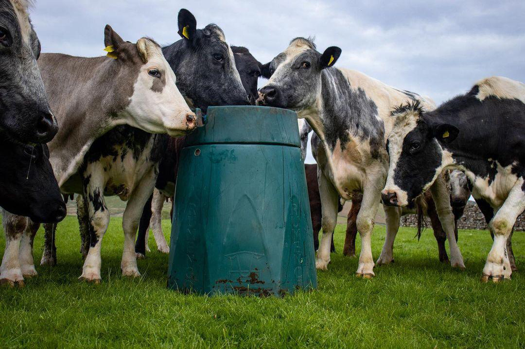 Magnesium supplementation critical to protect livestock from grass ...