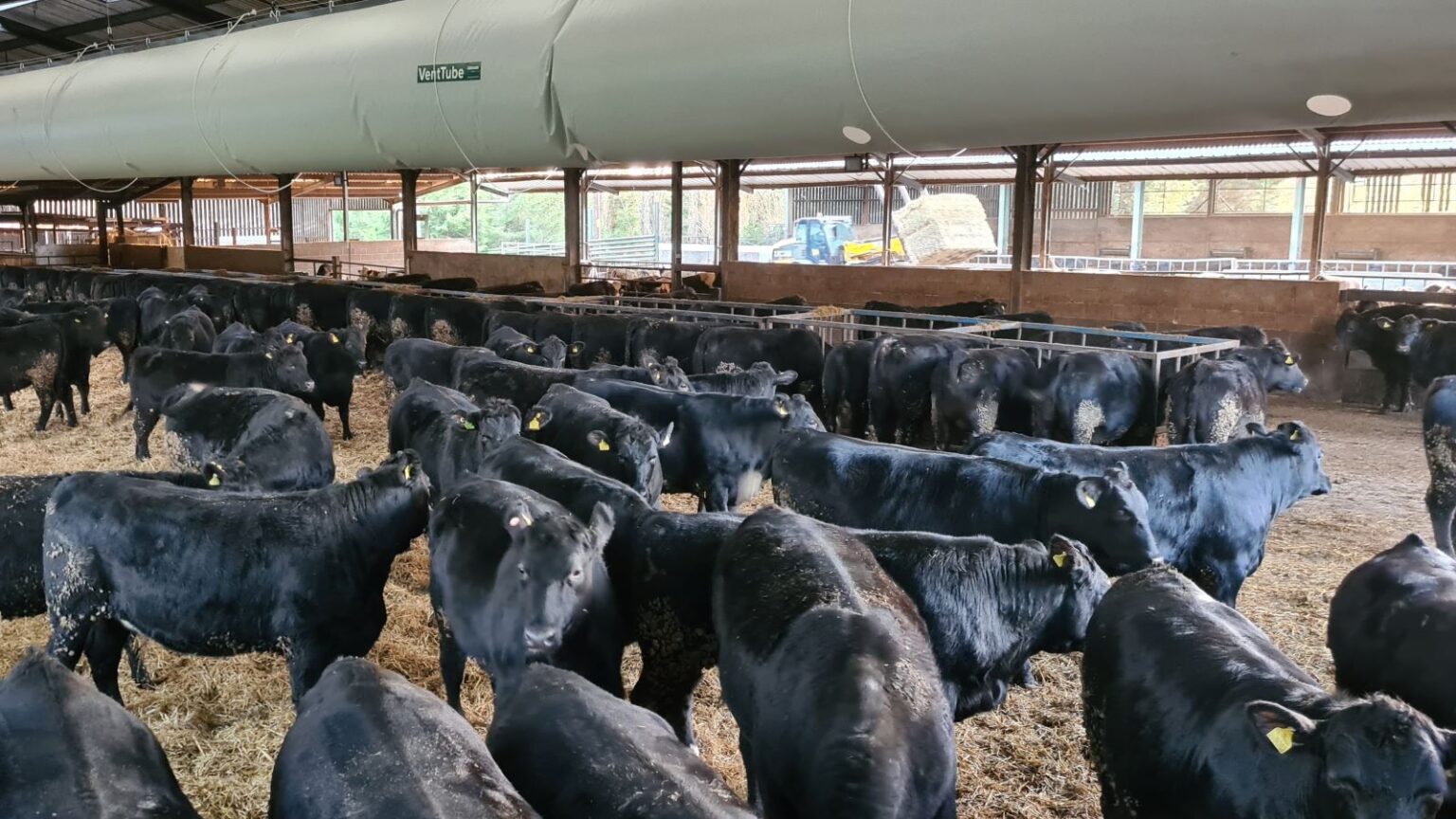 Prepare for heatwaves now to prevent cows overheating this summer ...