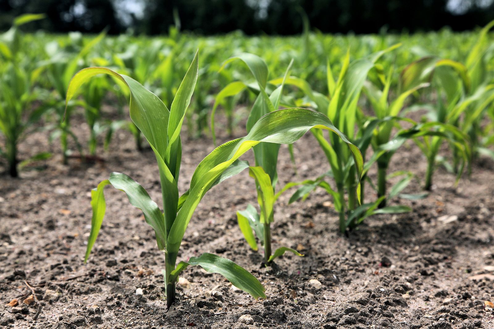 Prevent weed spread in maize with split dose herbicide strategy ...