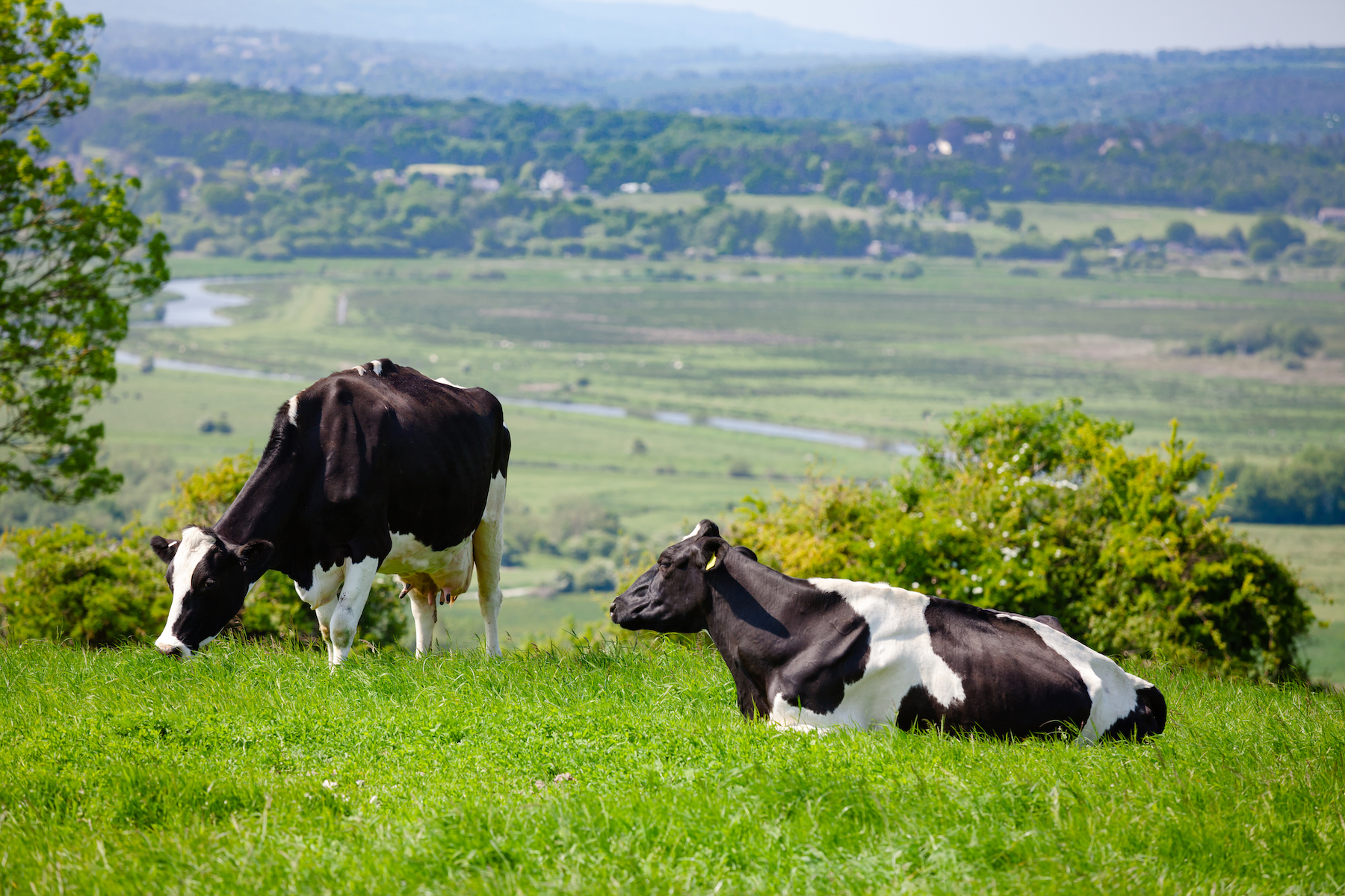 Be vigilant for summer mastitis, cattle farmers warned - Farmers Guide