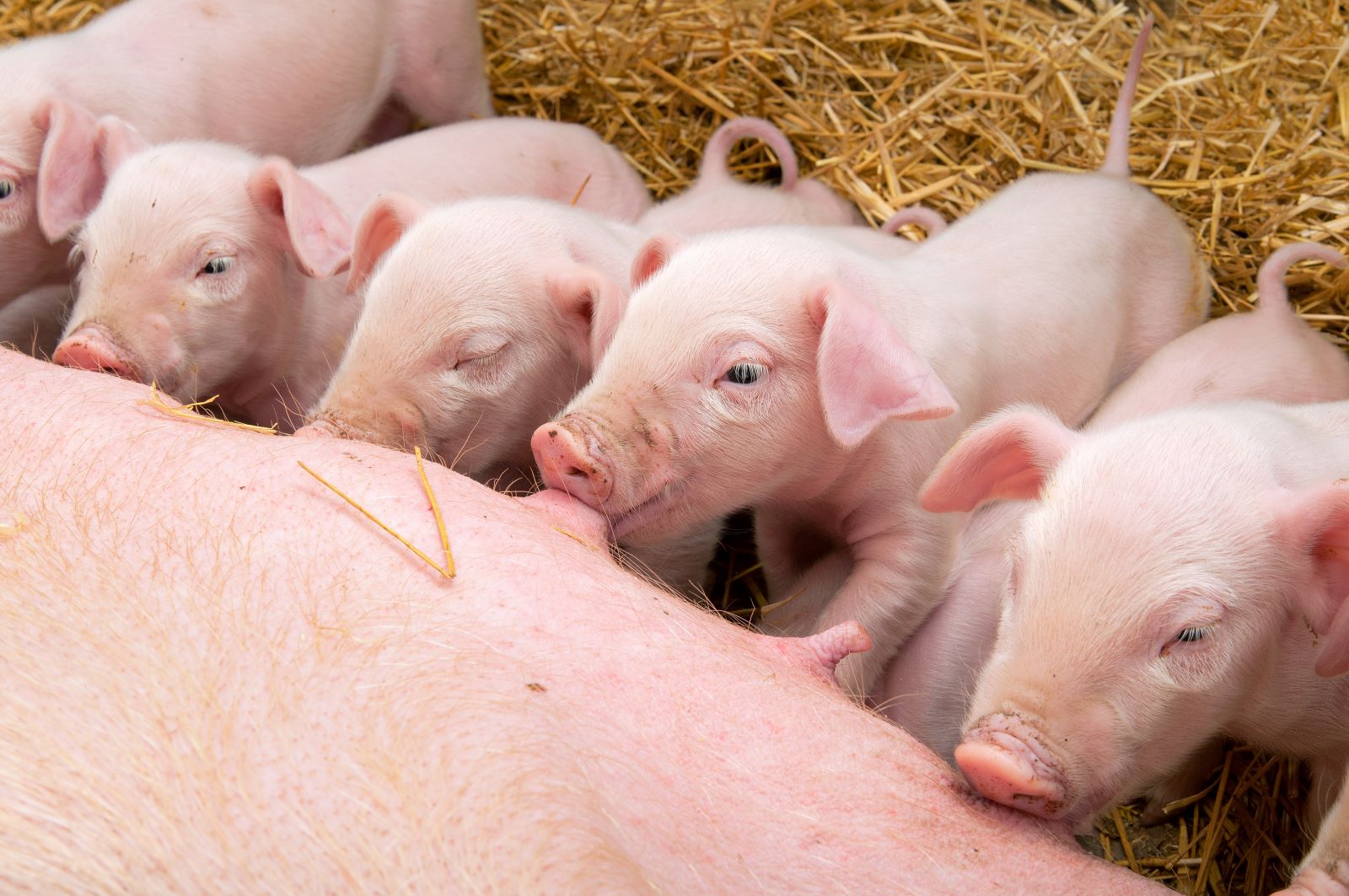 Challenges and opportunities in optimising weaned pig health and ...