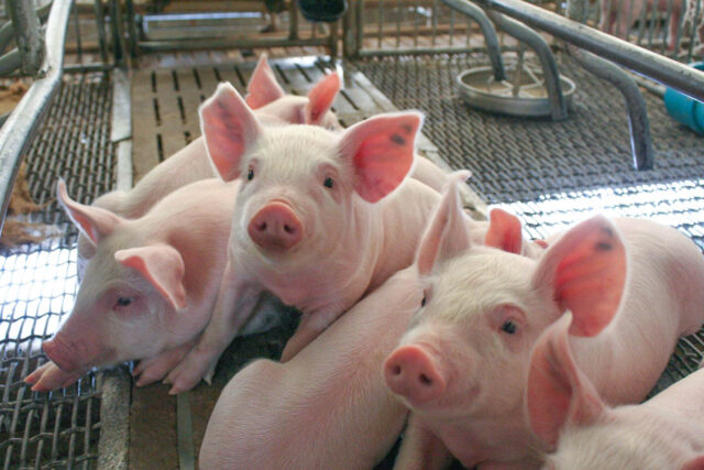 Challenges and opportunities in optimising weaned pig health and ...