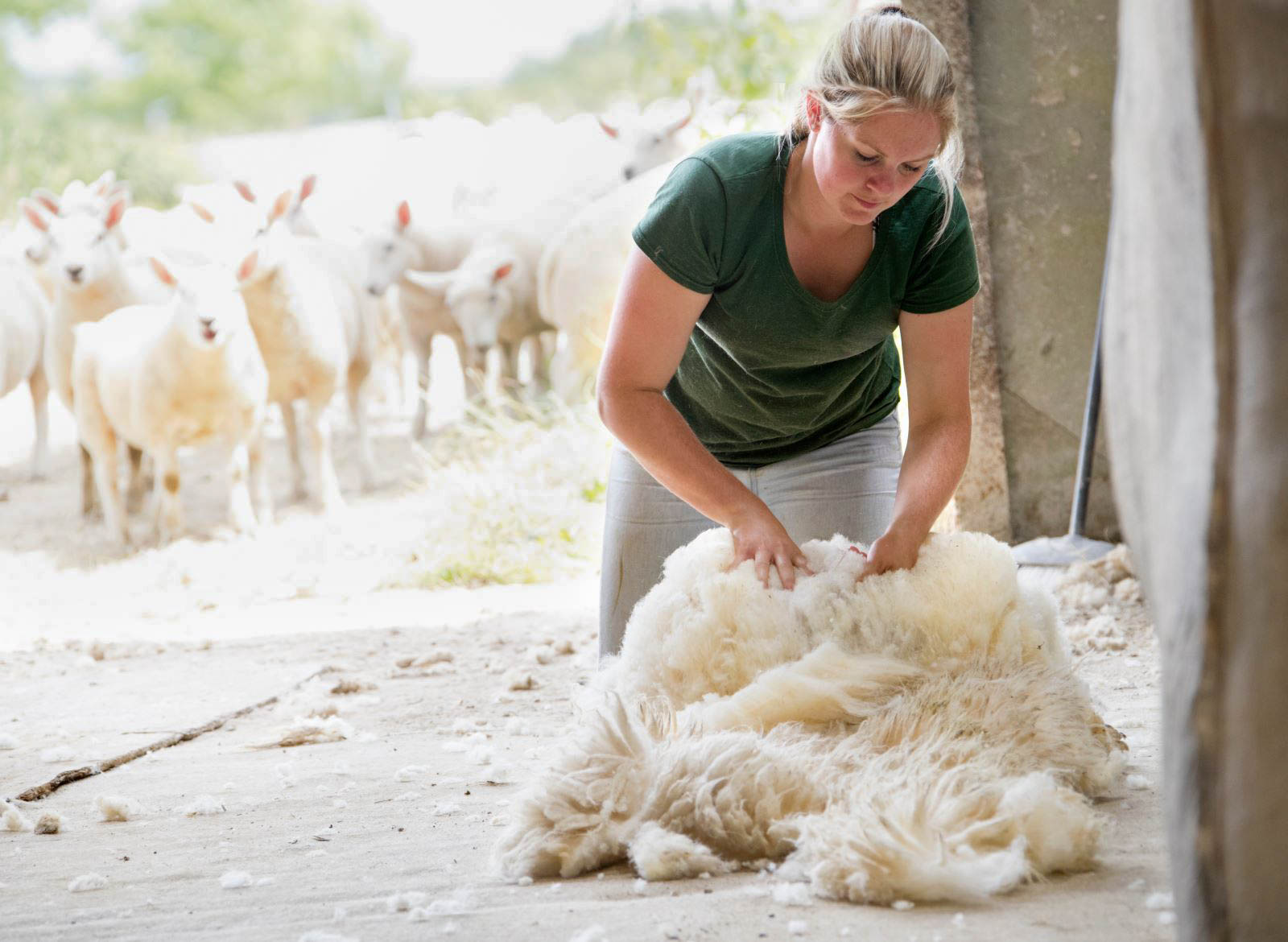 Prices for 2022 wool affected by ‘inflation’ and ‘consumer confidence ...