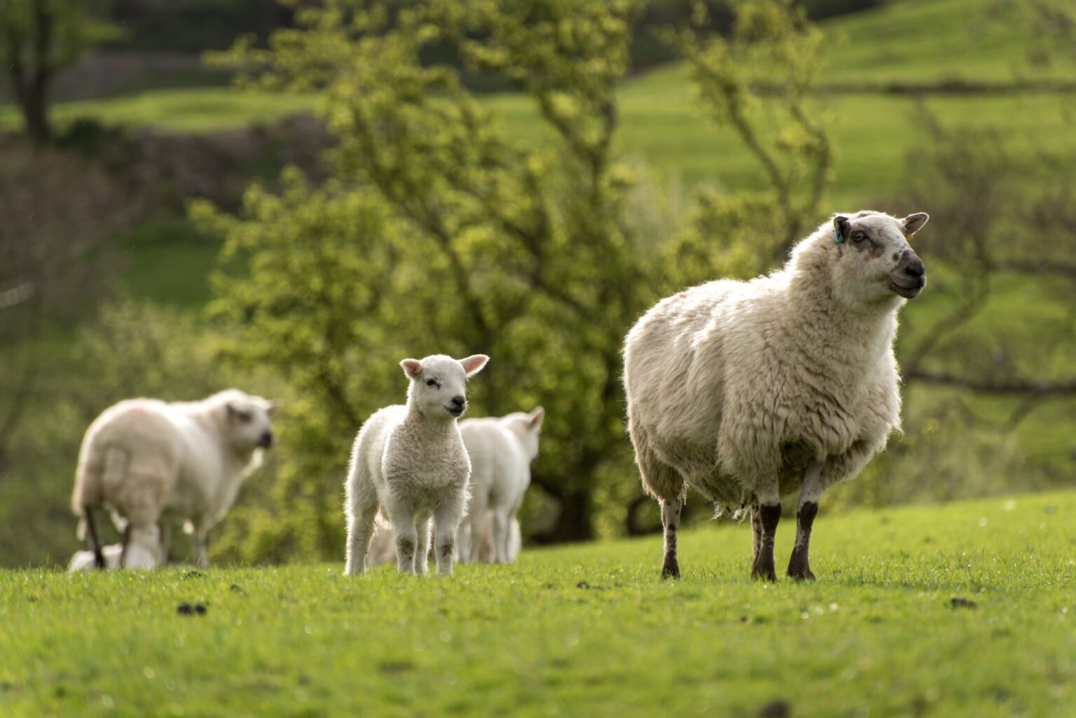 New ‘test and treat’ project to combat sheep scab outbreaks across ...