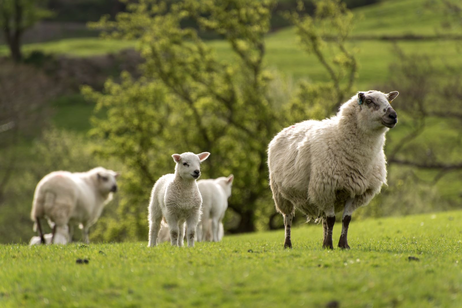 New ‘test and treat’ project to combat sheep scab outbreaks across ...