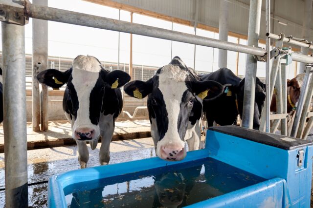 Farmers losing up to £90,000 over heat stress in dairy cows, study ...