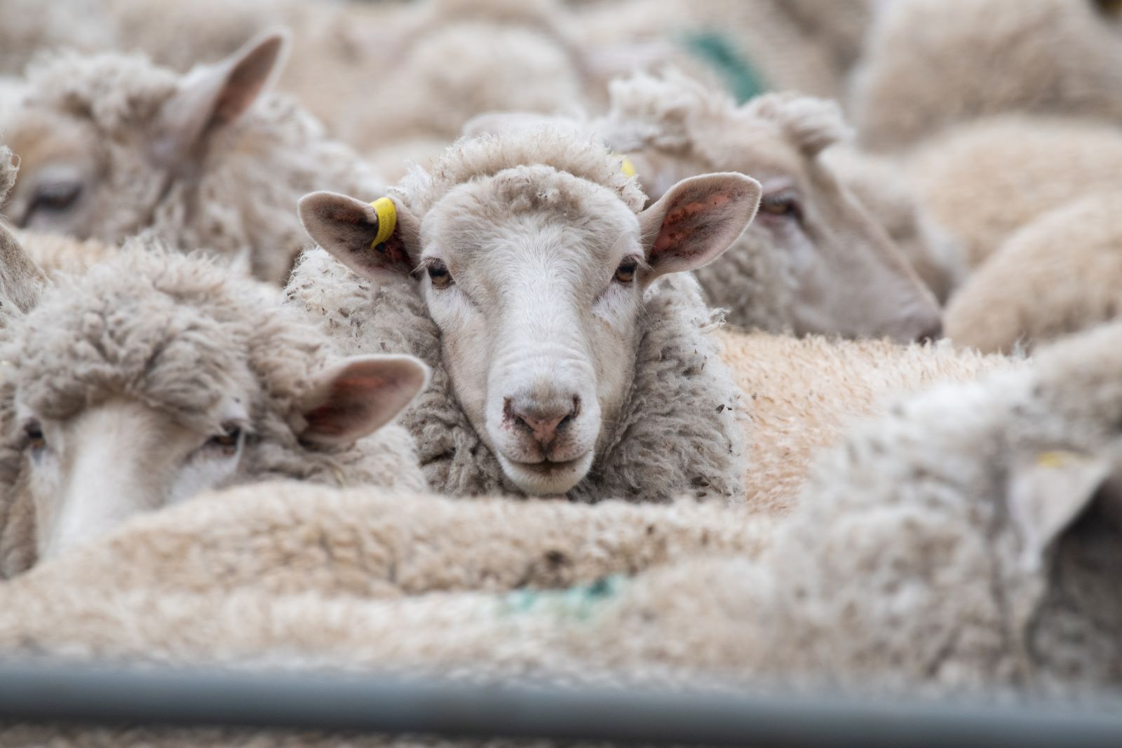 Post-drench testing of sheep is key to ensure wormer efficiency ...