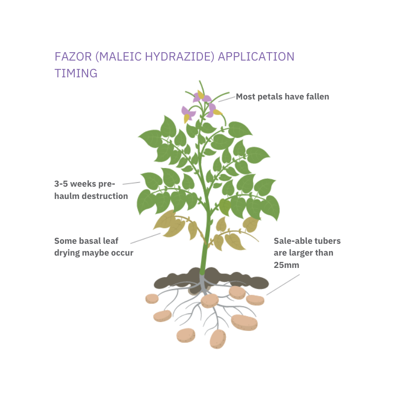 Guidance launched to maximise the value of maleic hydrazide in potato ...