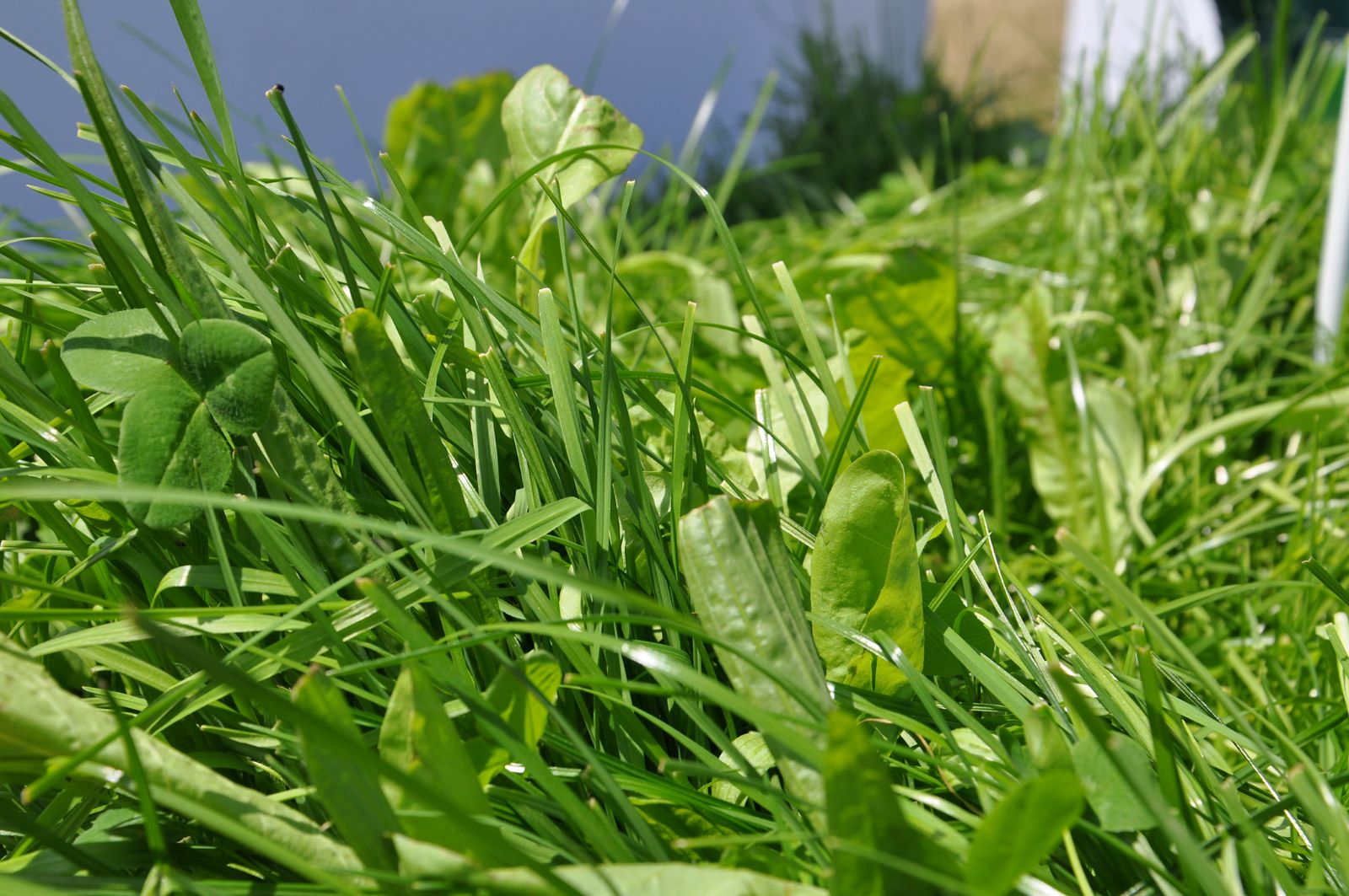 Diversify grassland swards to reduce nitrogen use and boost yields ...