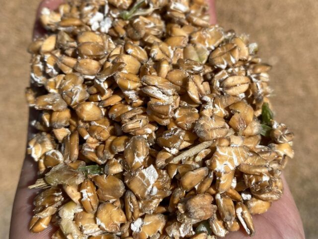 Farmers advised to feed crimped grain to balance shortfalls in silage ...